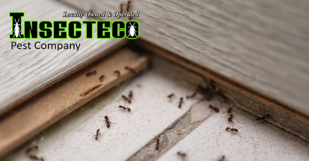 Outsmarting Ants: How Professional Treatments Stop Colonies at the Source